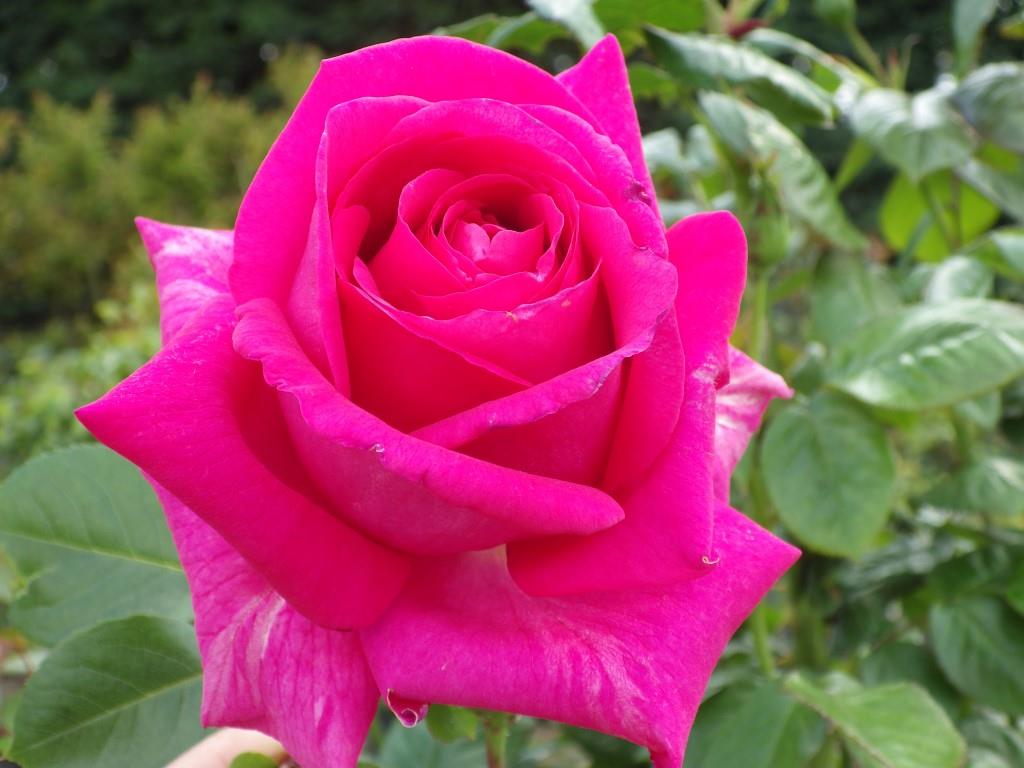 Rosier Critérion - Pépinières de la Rivière - Pépinière Jardinerie ...